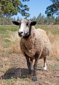 Sheep! Bah! | Steve Weeks blog